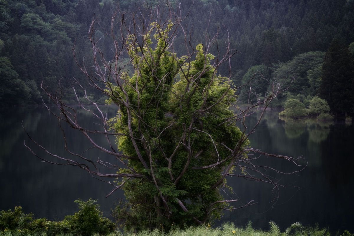 Monster tree | GANREF