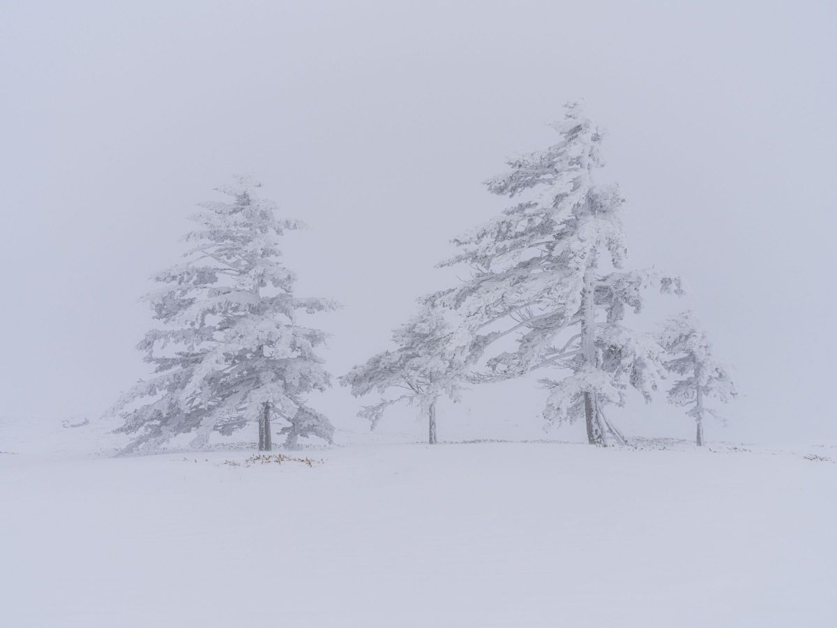 White trees | GANREF