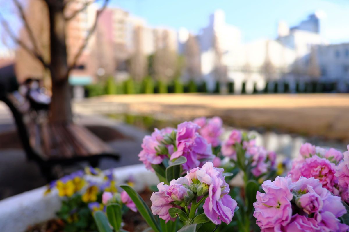 Spring has come | GANREF