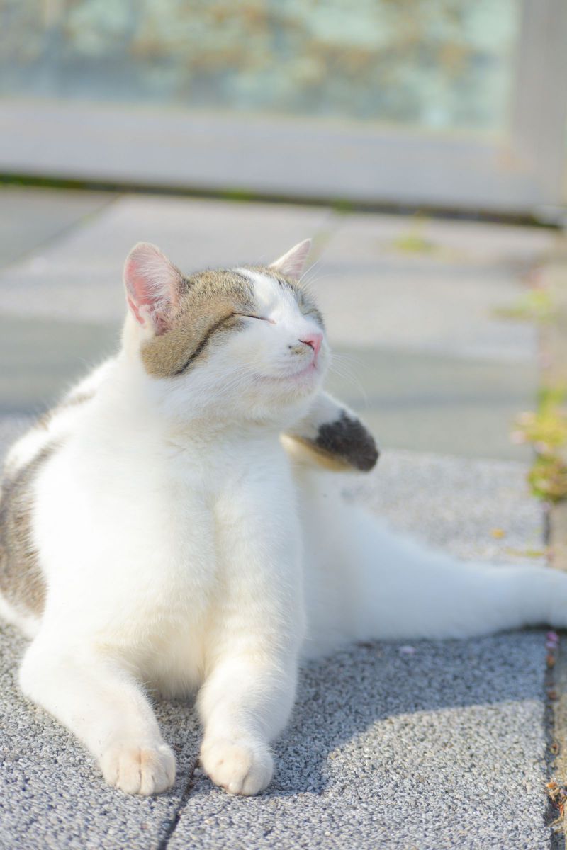 気楽にいこ〜 | GANREF