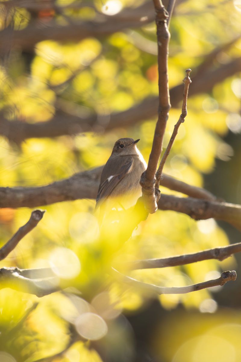 ジョウビタキ | GANREF