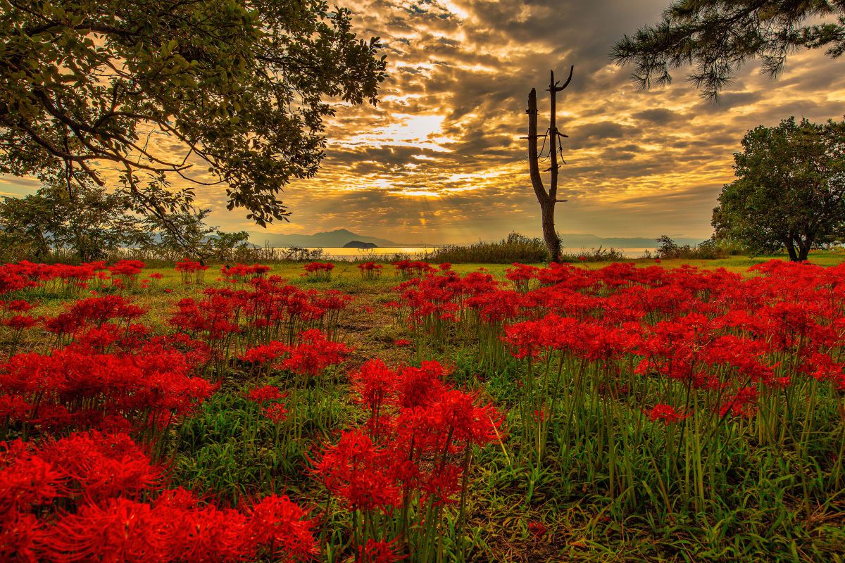 彼岸花の湖畔 | GANREF