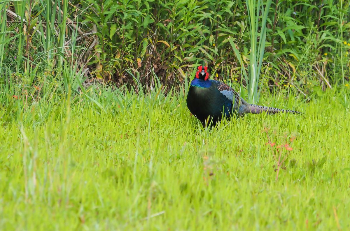 Hello again^^ | GANREF