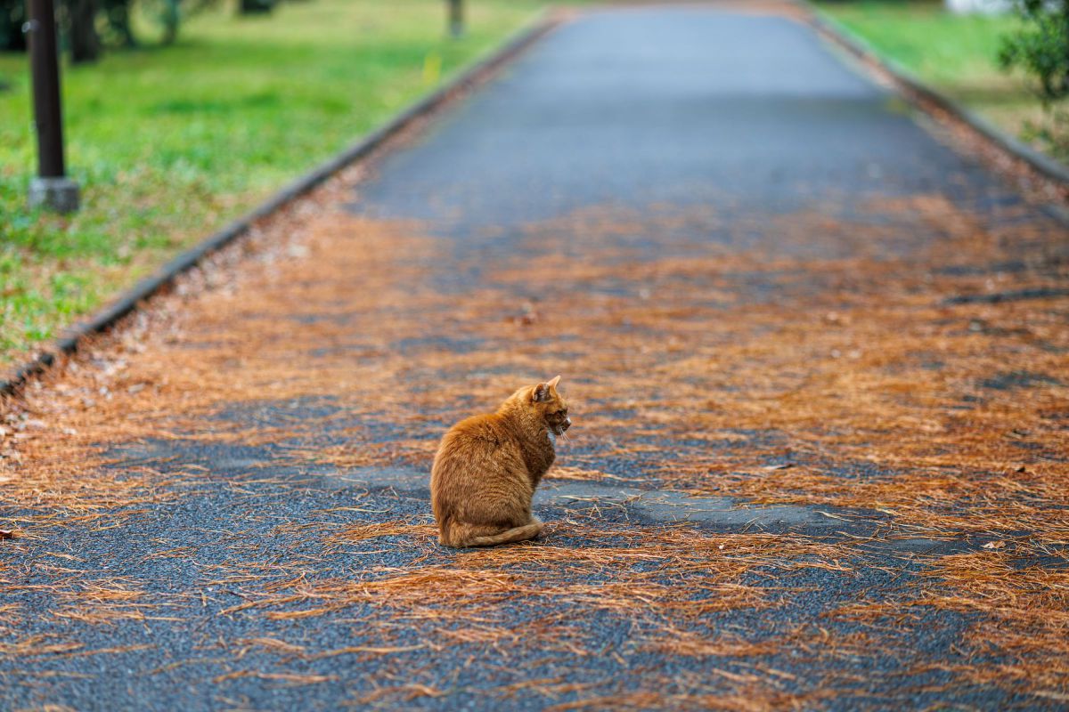 猫と松の葉 | GANREF
