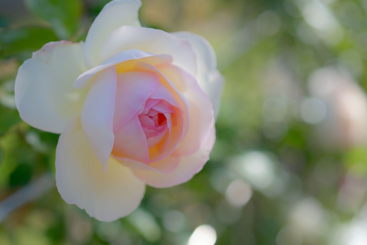 Gentle Sunshine | GANREF