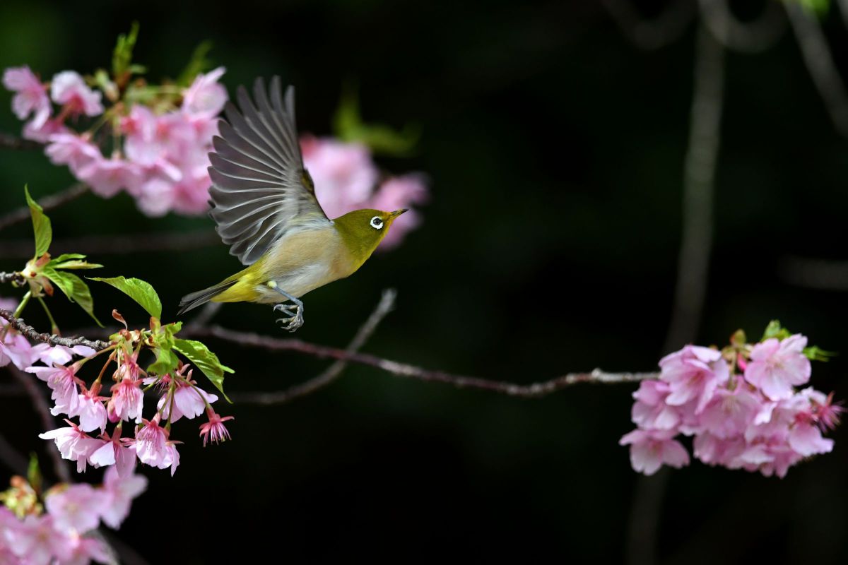 目指すは。。。 | GANREF