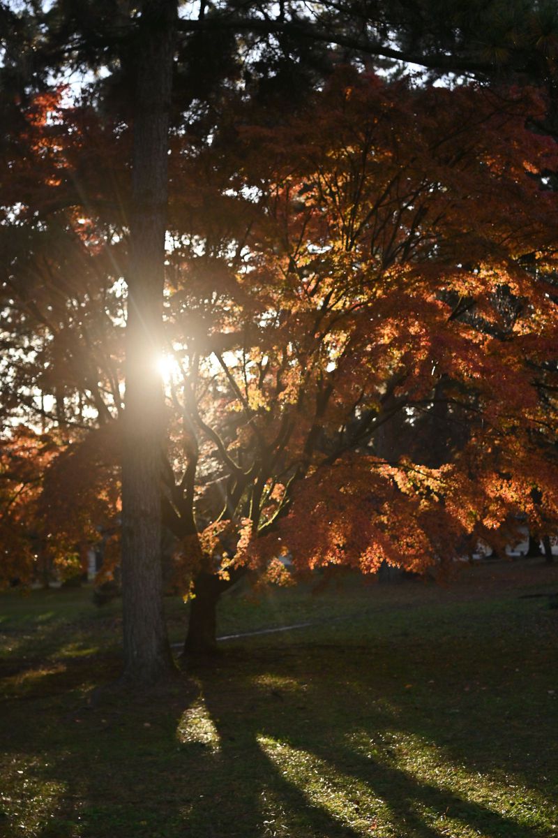 DSC_0811.JPG | GANREF