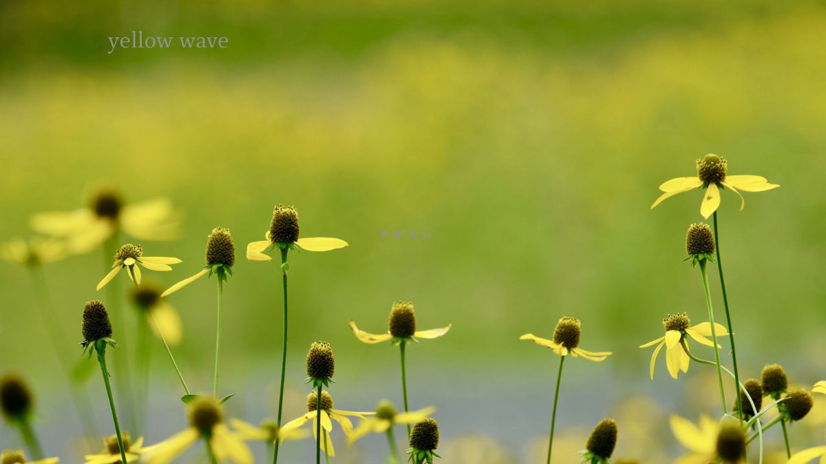 yellow wave | GANREF