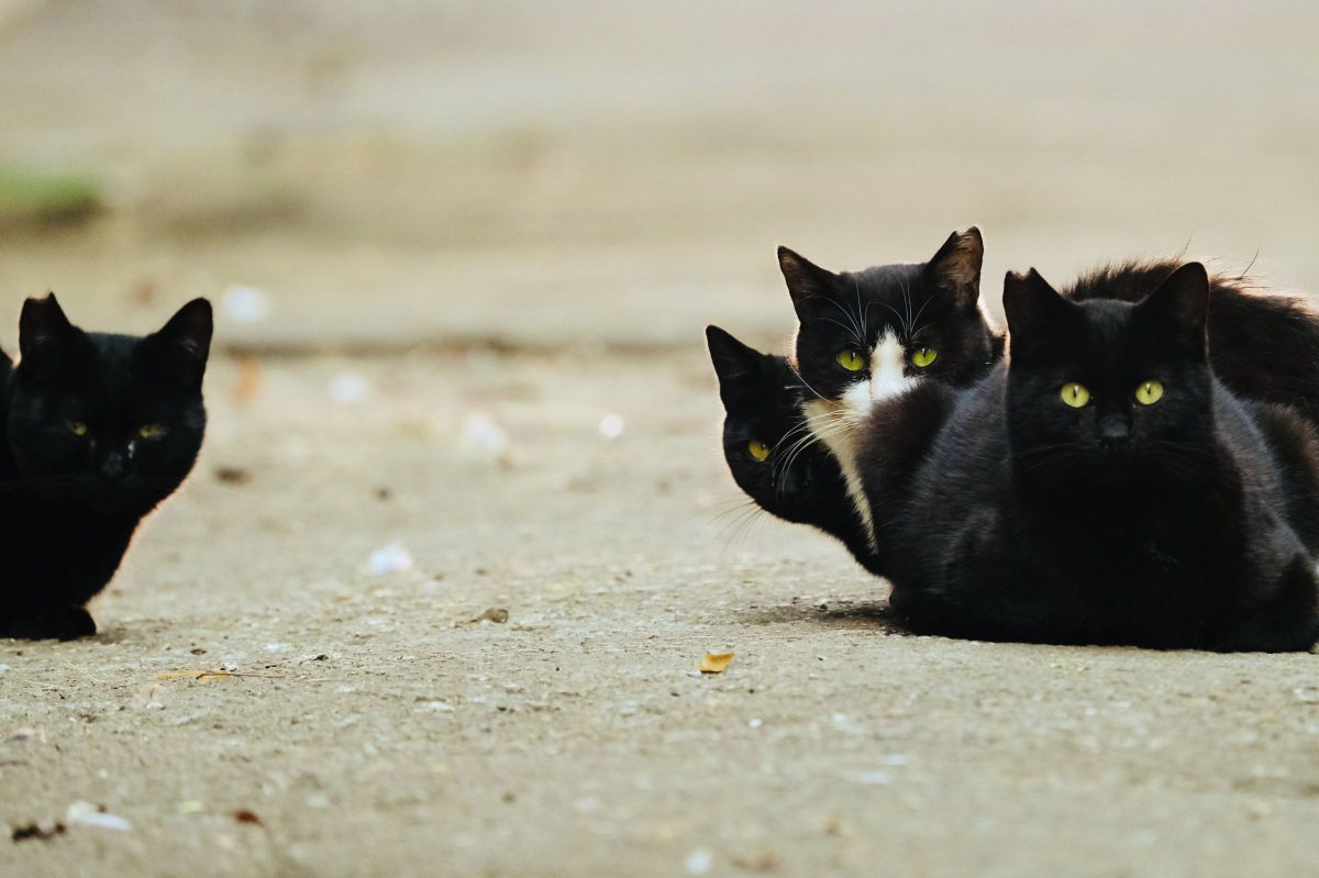 cats in the alley 2 | GANREF