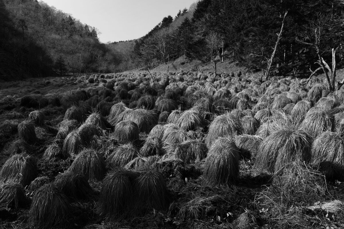 やちぼうず | GANREF