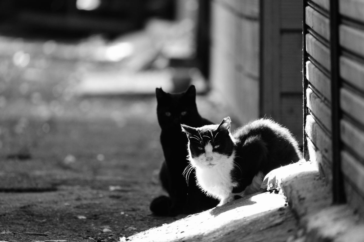 cats in the alley 4 | GANREF