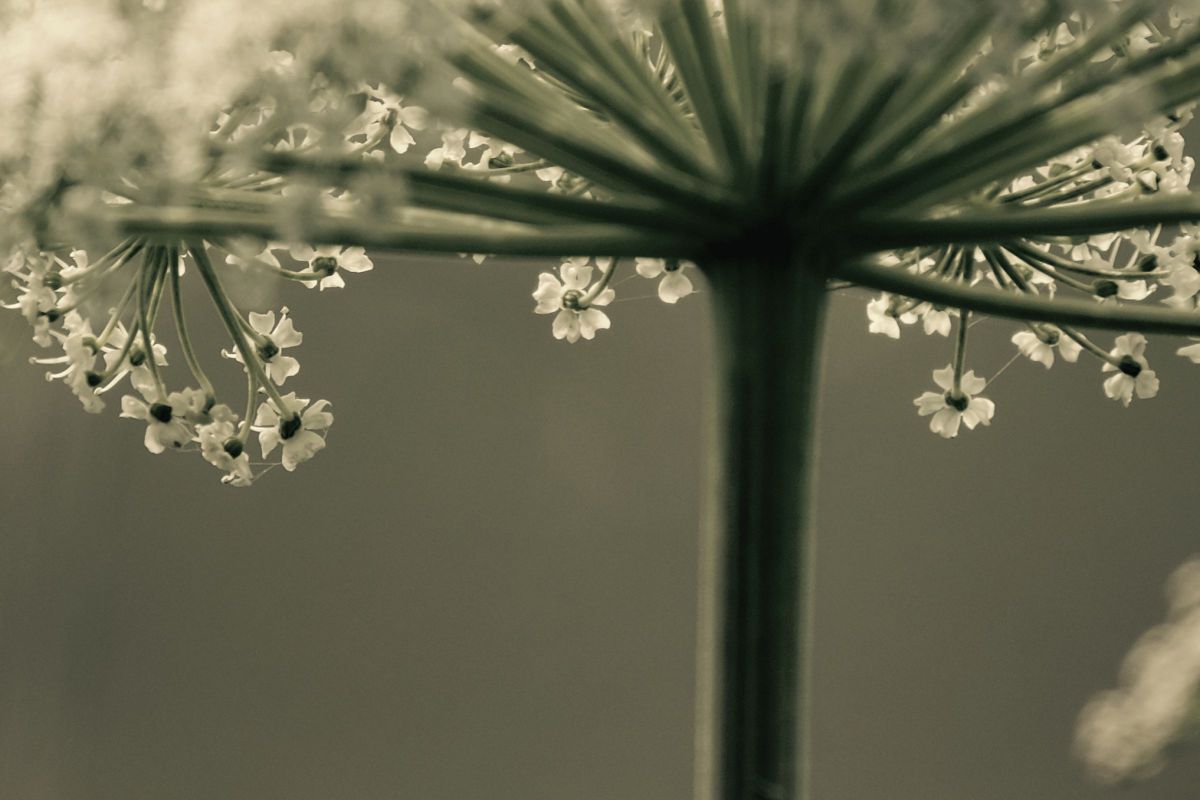 pray for peace | GANREF