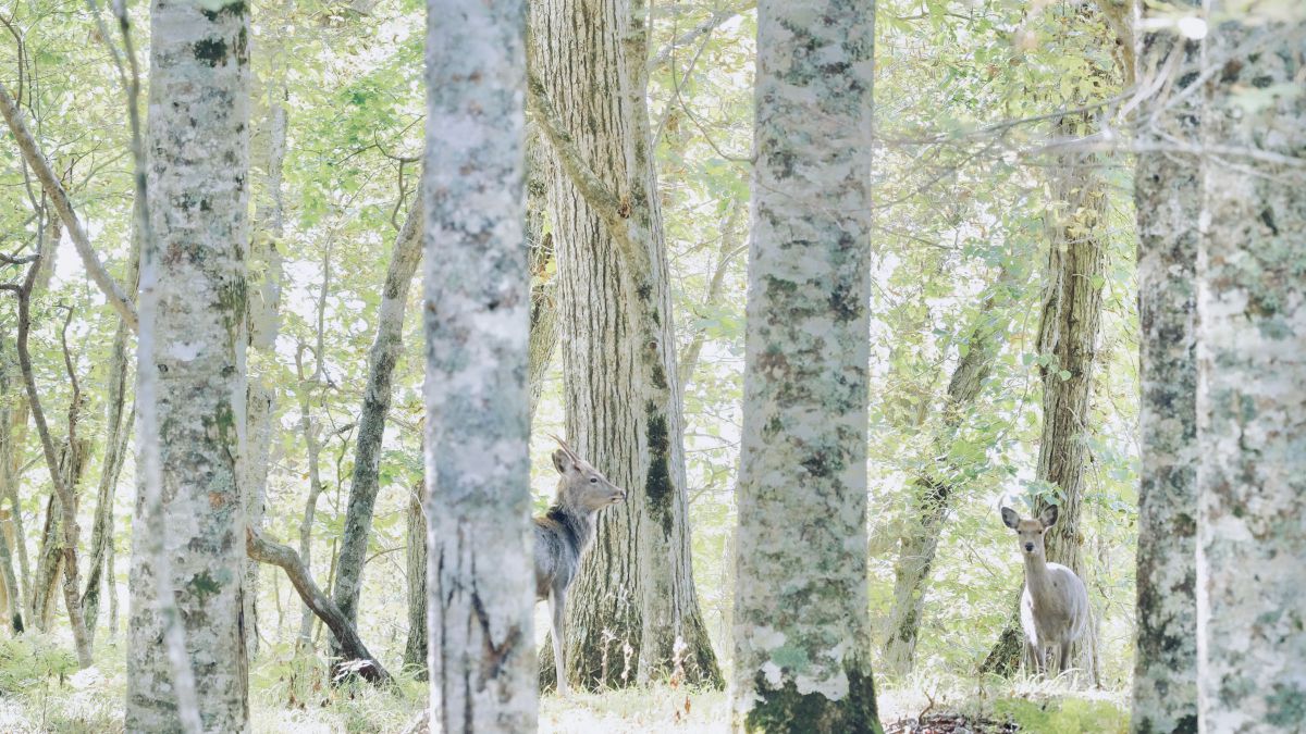 Forest Tale | GANREF