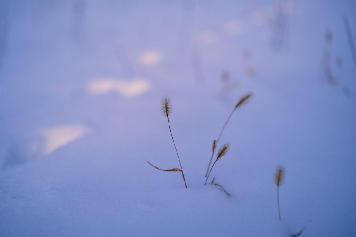 fox's dream | GANREF