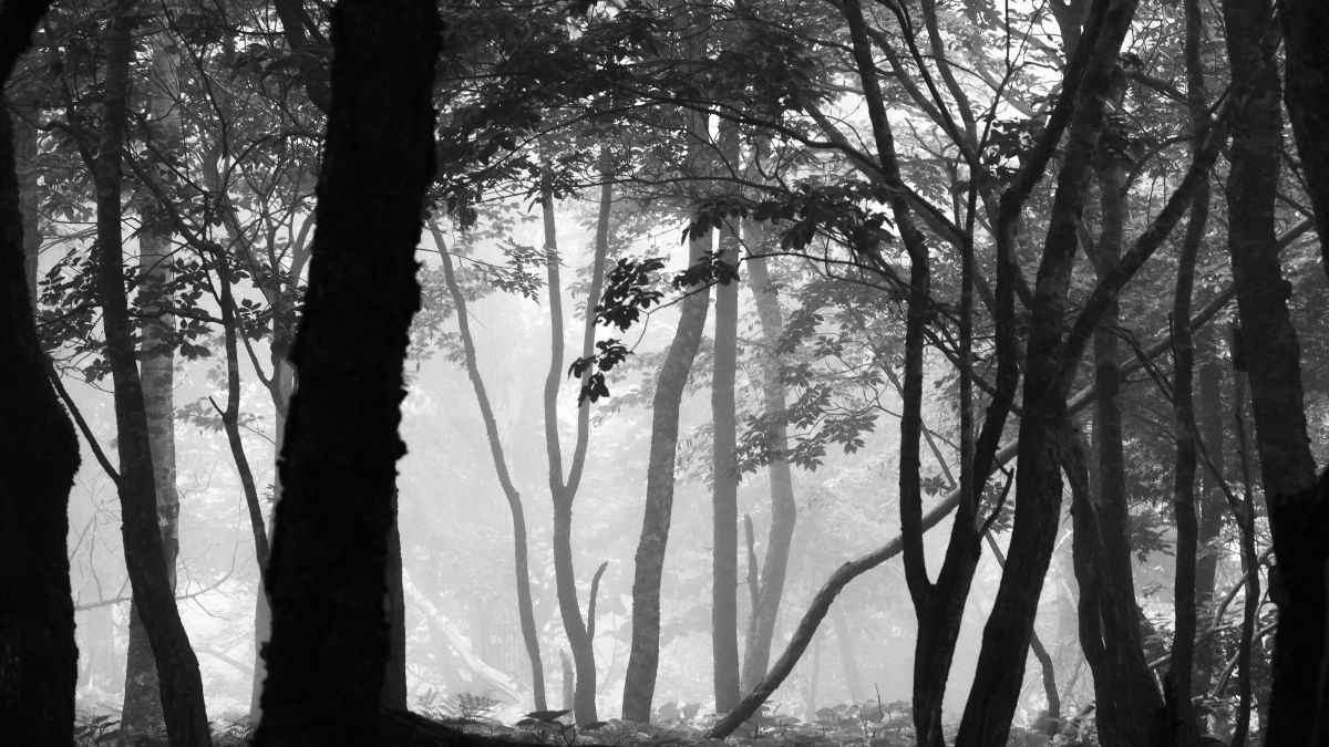 Misty forest gradation | GANREF