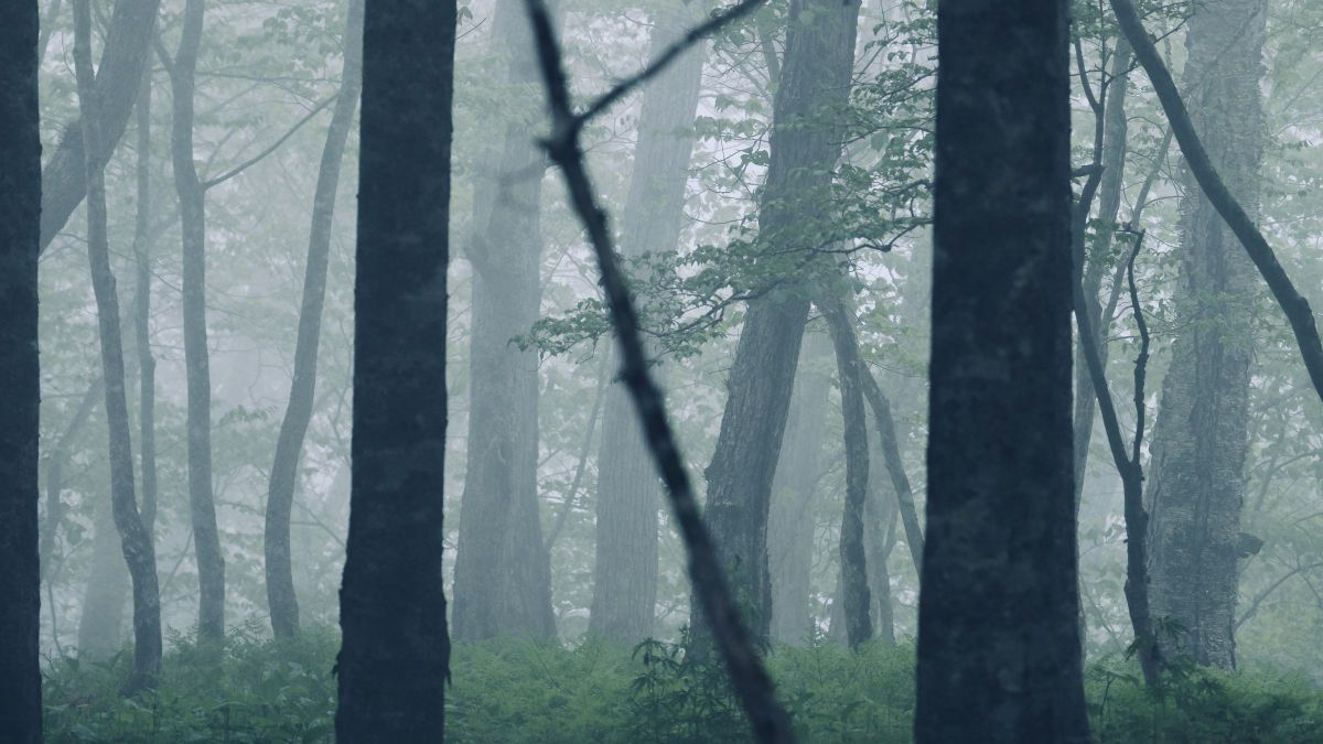 forest in mist | GANREF