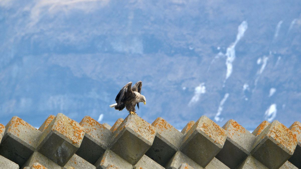 wave breaker | GANREF