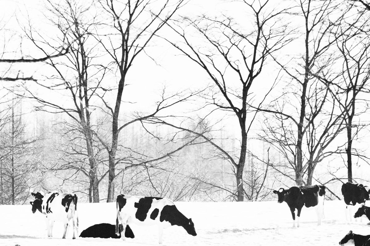 winter pasture | GANREF