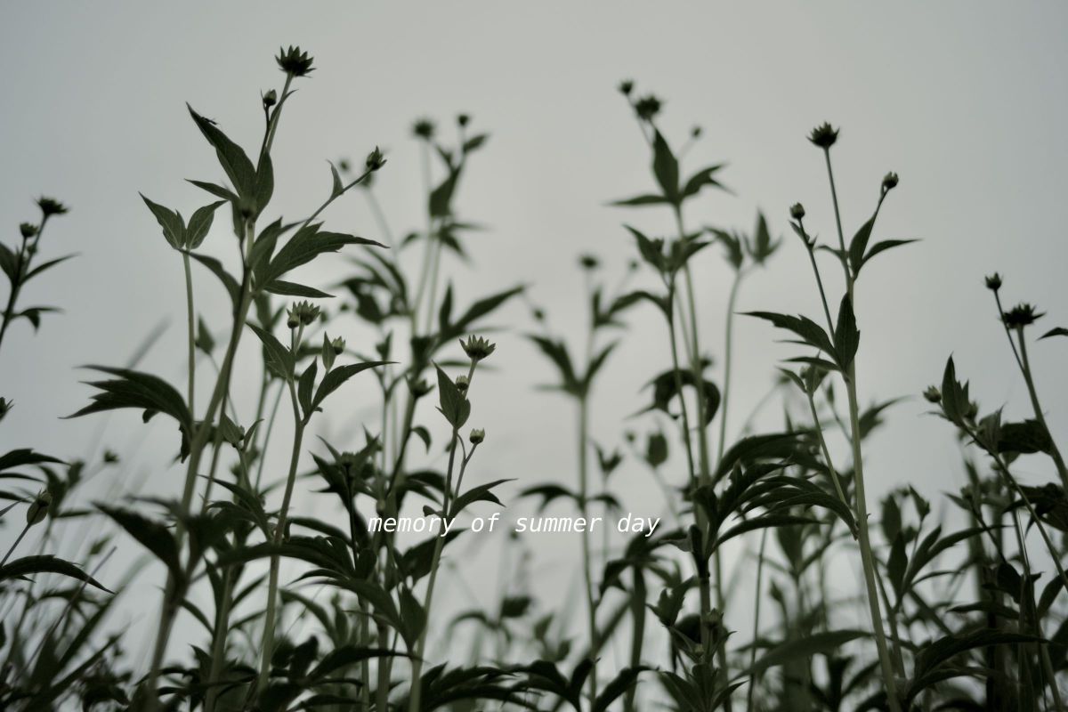 memory of summer day | GANREF