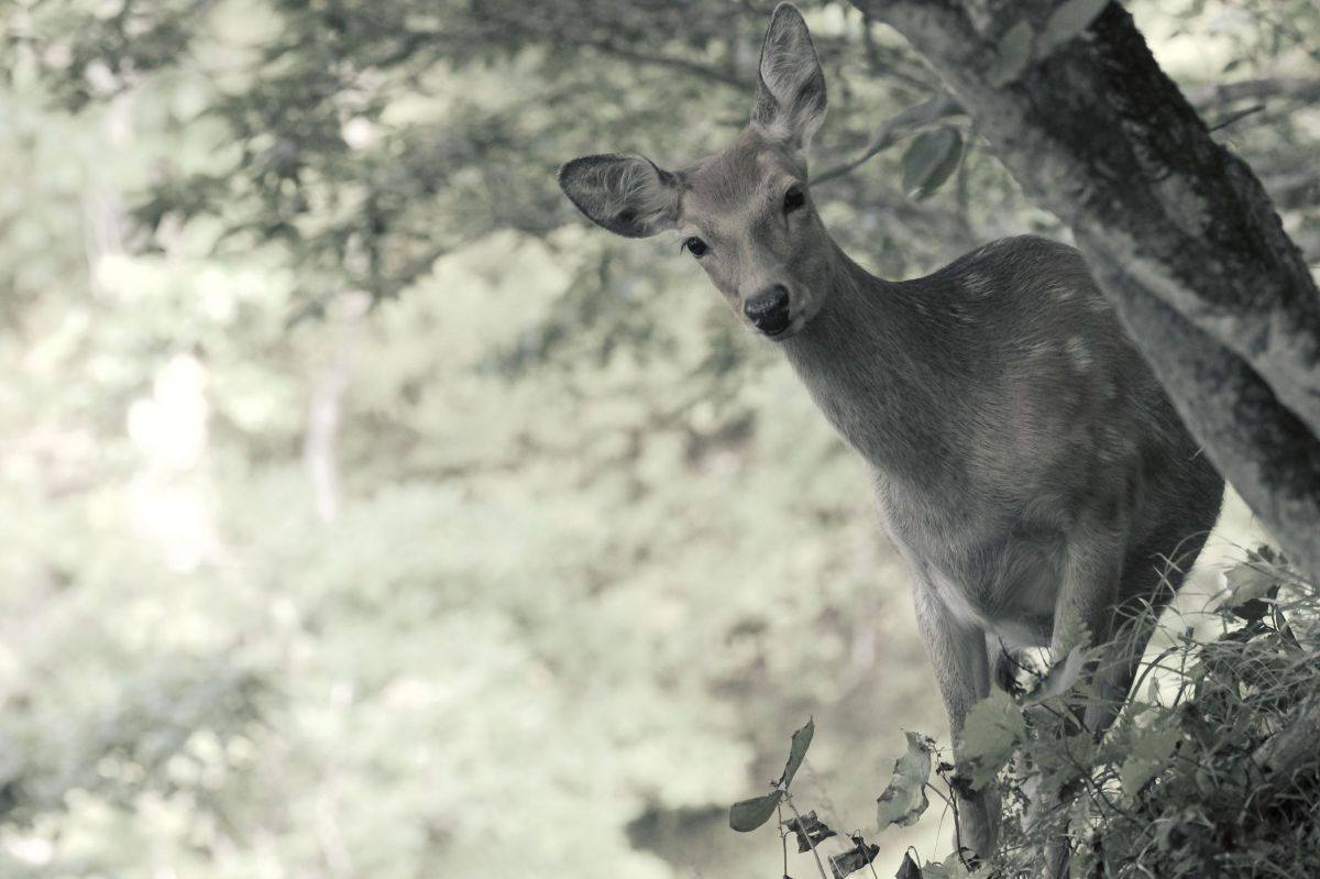 encounter in the forest | GANREF