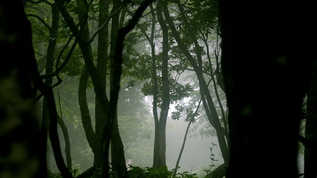 Breath of the Forest | GANREF