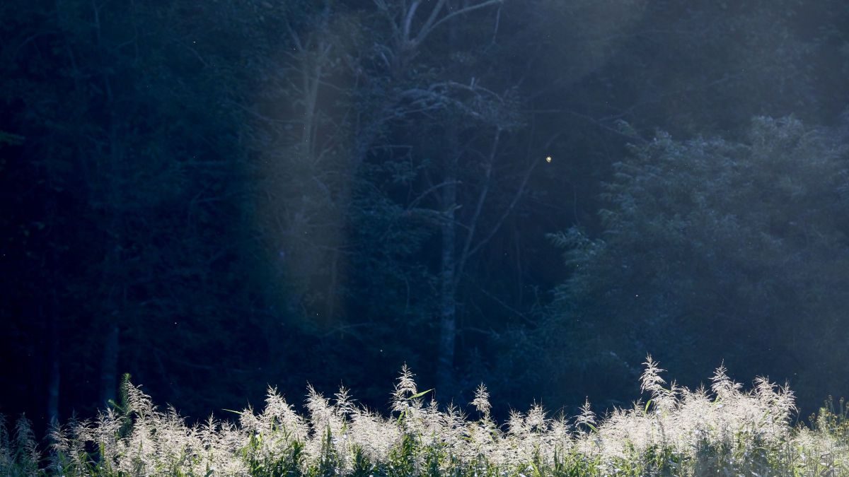 Autumn Light | GANREF