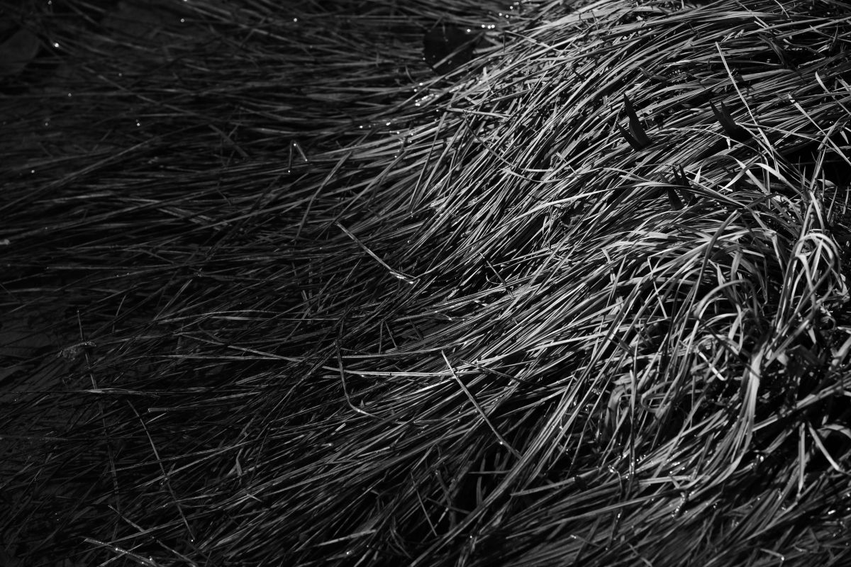 withered grass | GANREF