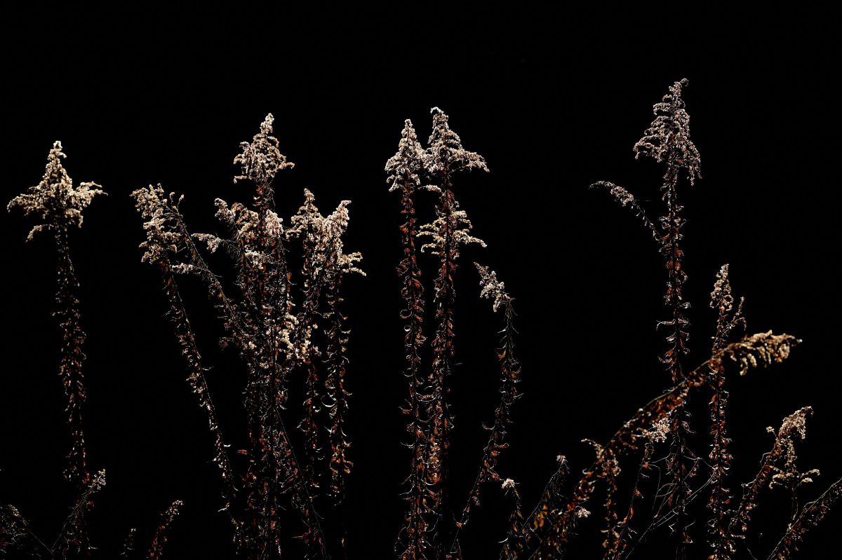 withered grass | GANREF