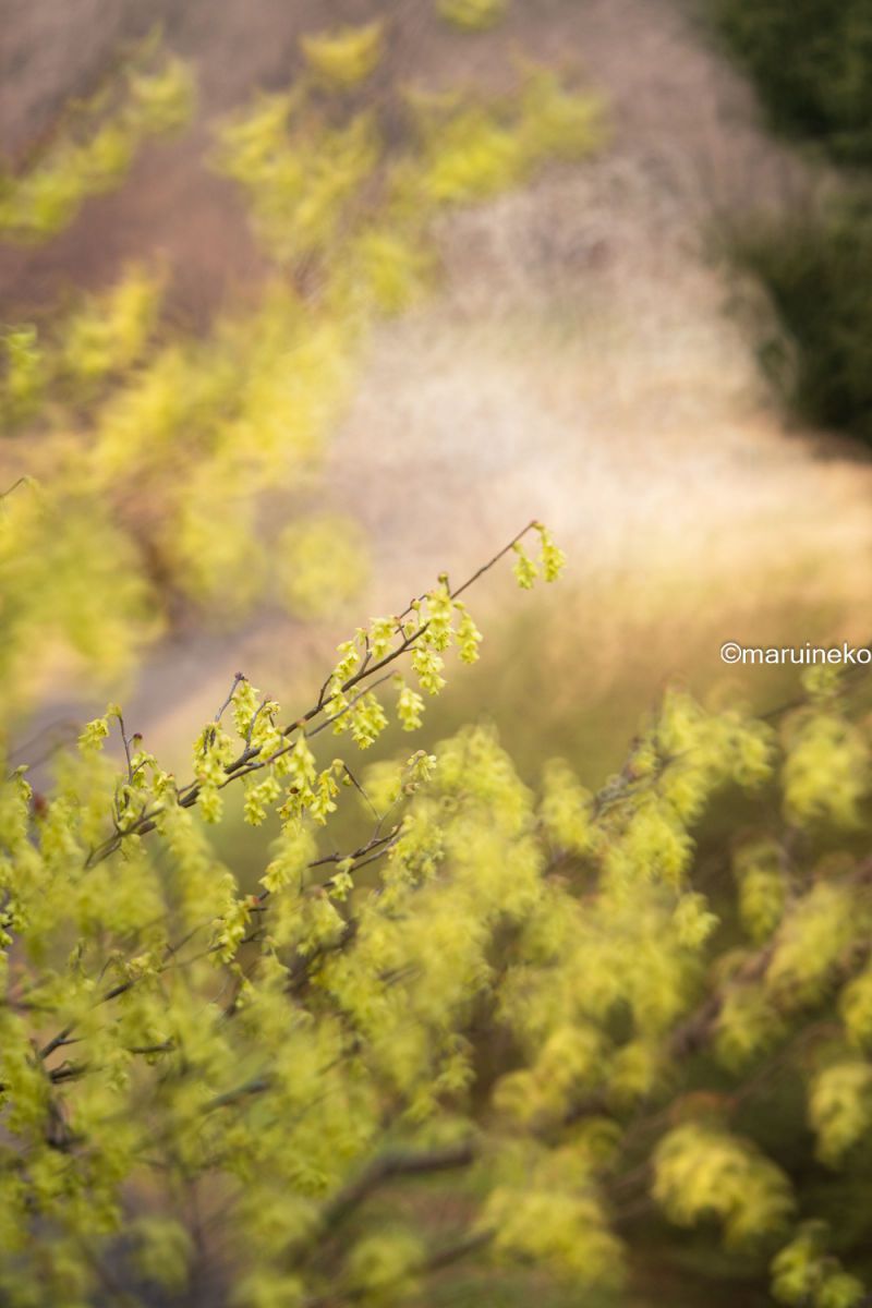 トサミズキ | GANREF