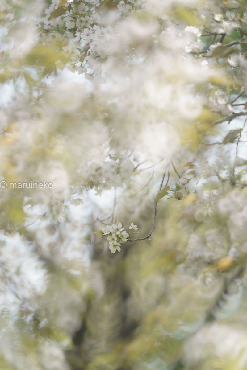 サトザクラ | GANREF