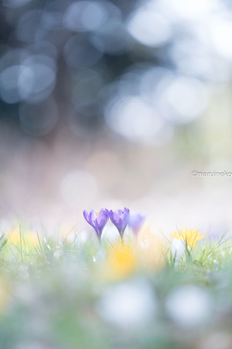 クロッカスのふたり。 | GANREF