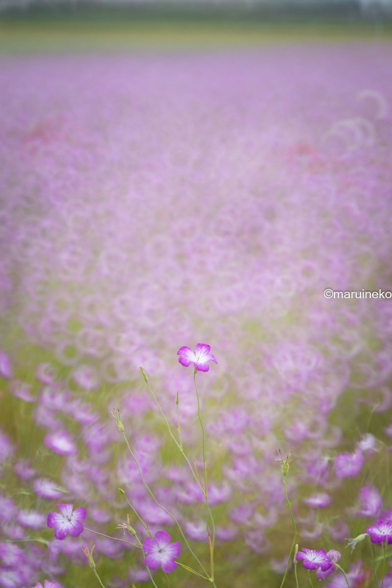 揺れるムギナデシコ | GANREF