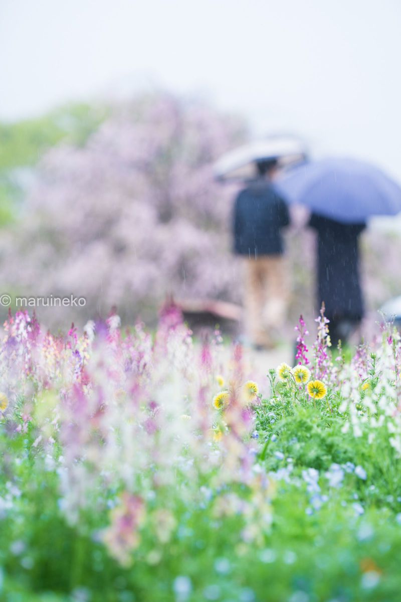 Spring Rain | GANREF