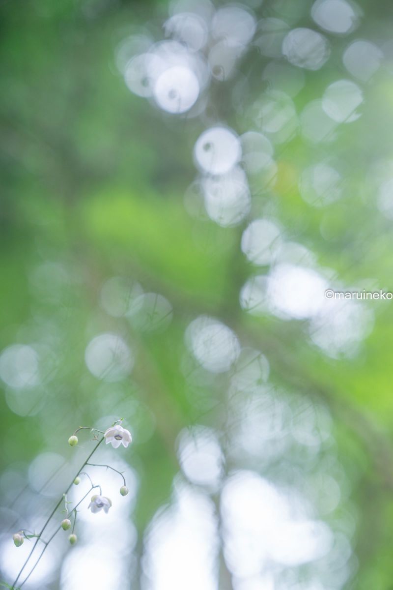 木漏れ日の中で | GANREF