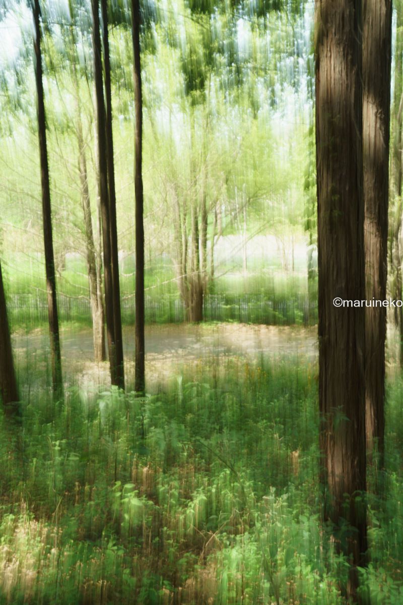 春の森 | GANREF