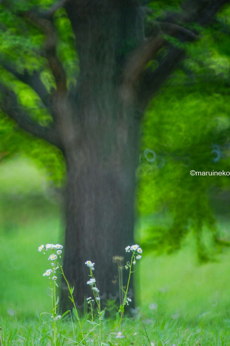 春を見守る | GANREF