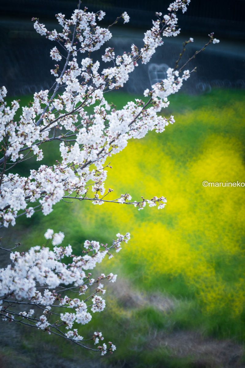 桜と菜の花 | GANREF