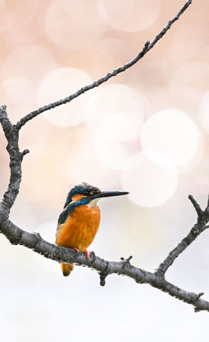 東京カワセミ | GANREF