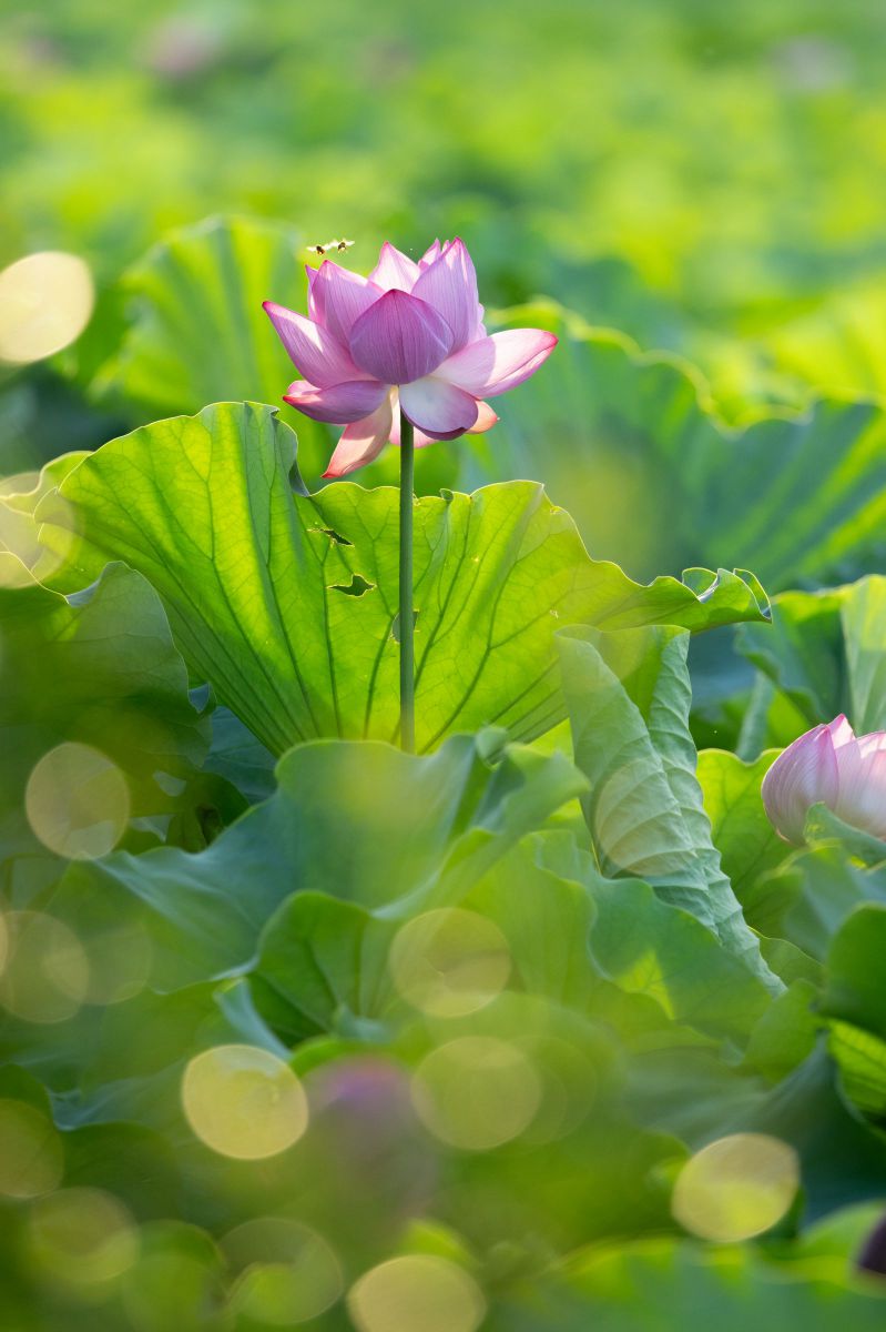 蓮と玉ボケと | GANREF