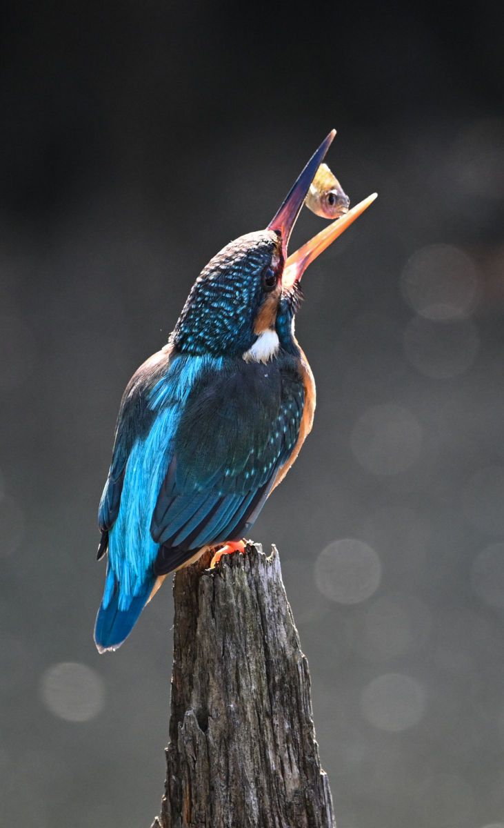 ヒョイっと | GANREF