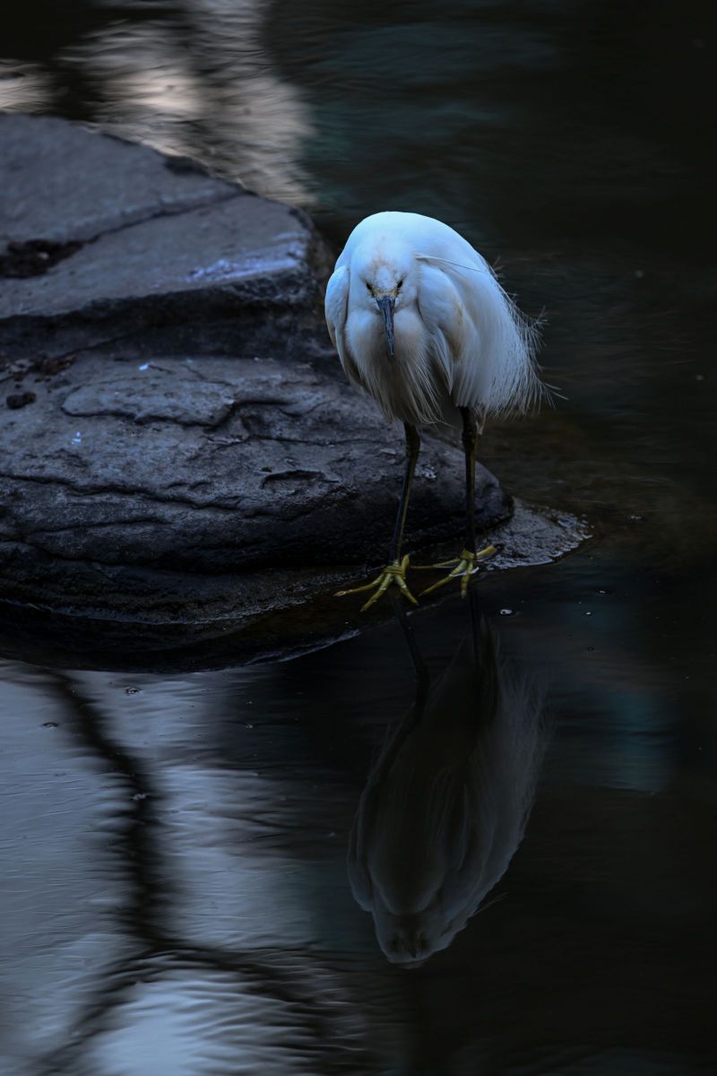 見据える | GANREF