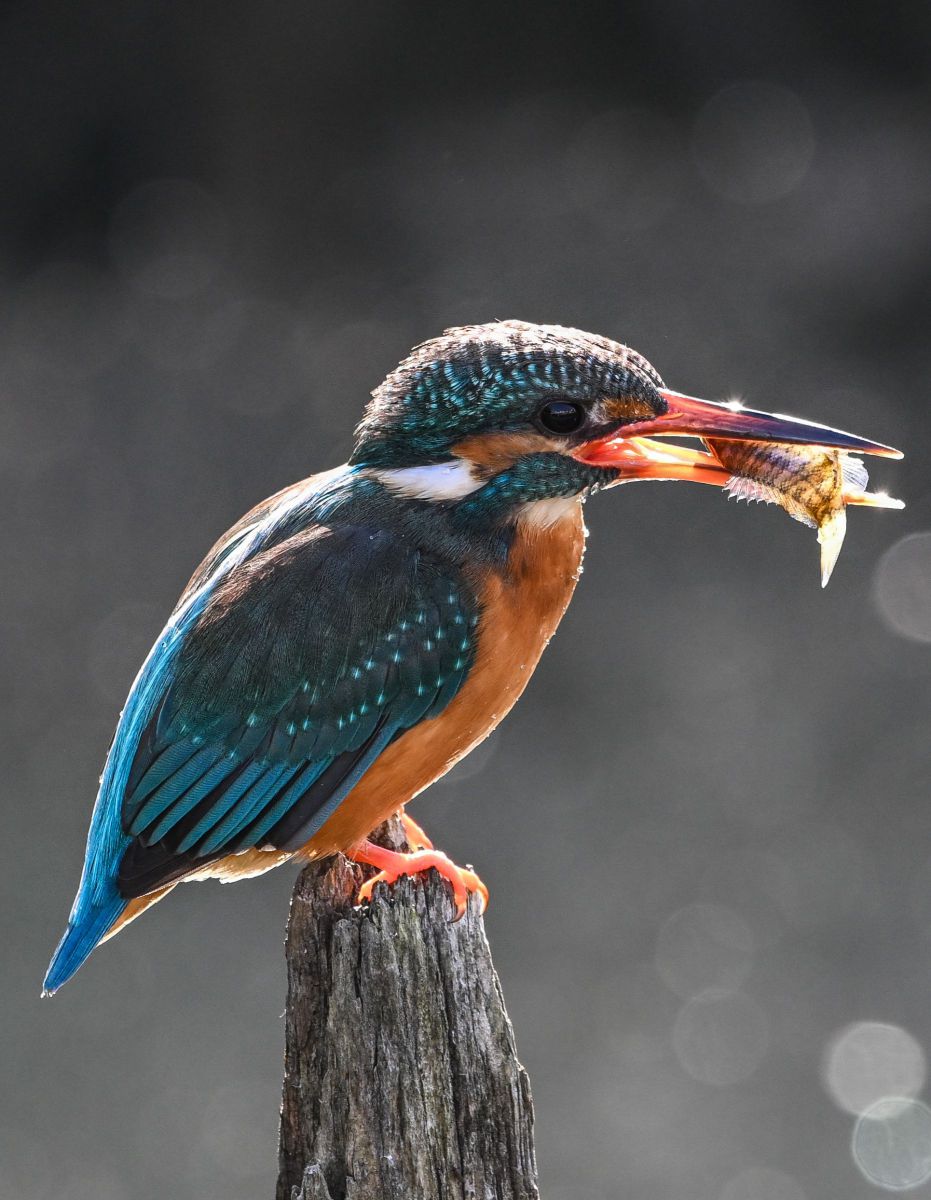 東京カワセミ | GANREF