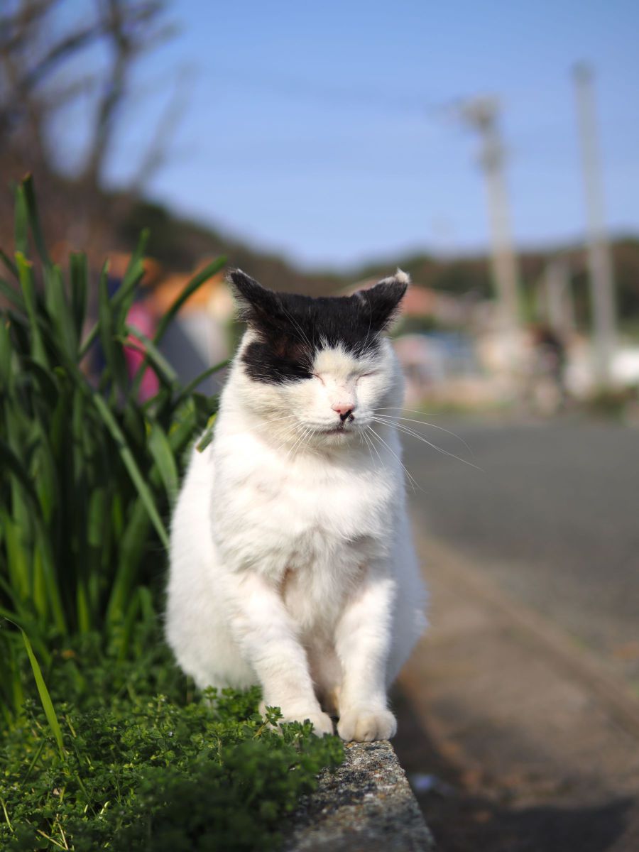 いい子だね～ | GANREF