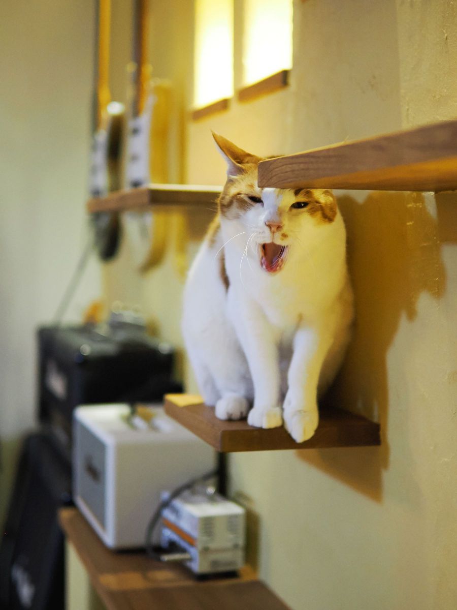 お気に入り | GANREF