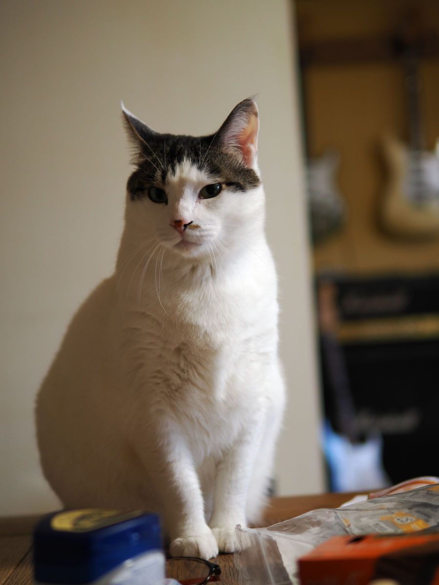 私はさばおです | GANREF