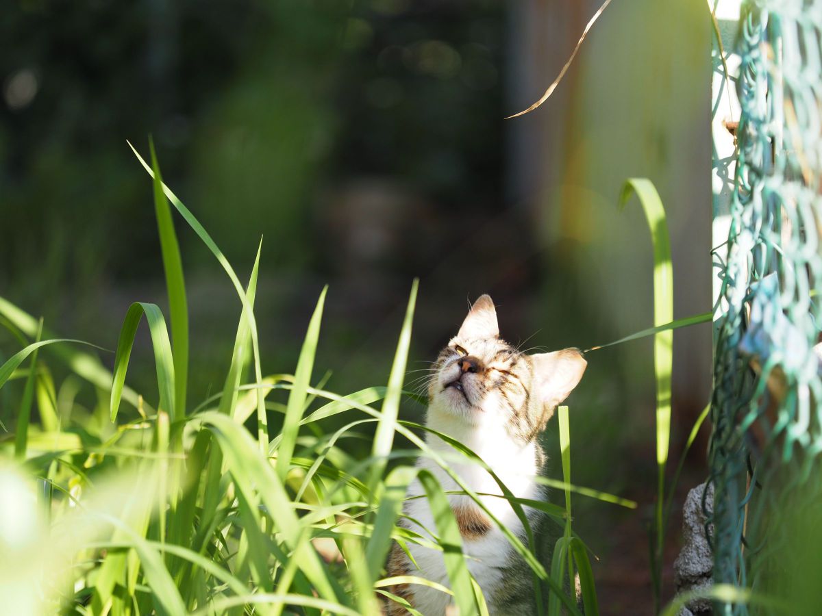 まぶしっ | GANREF