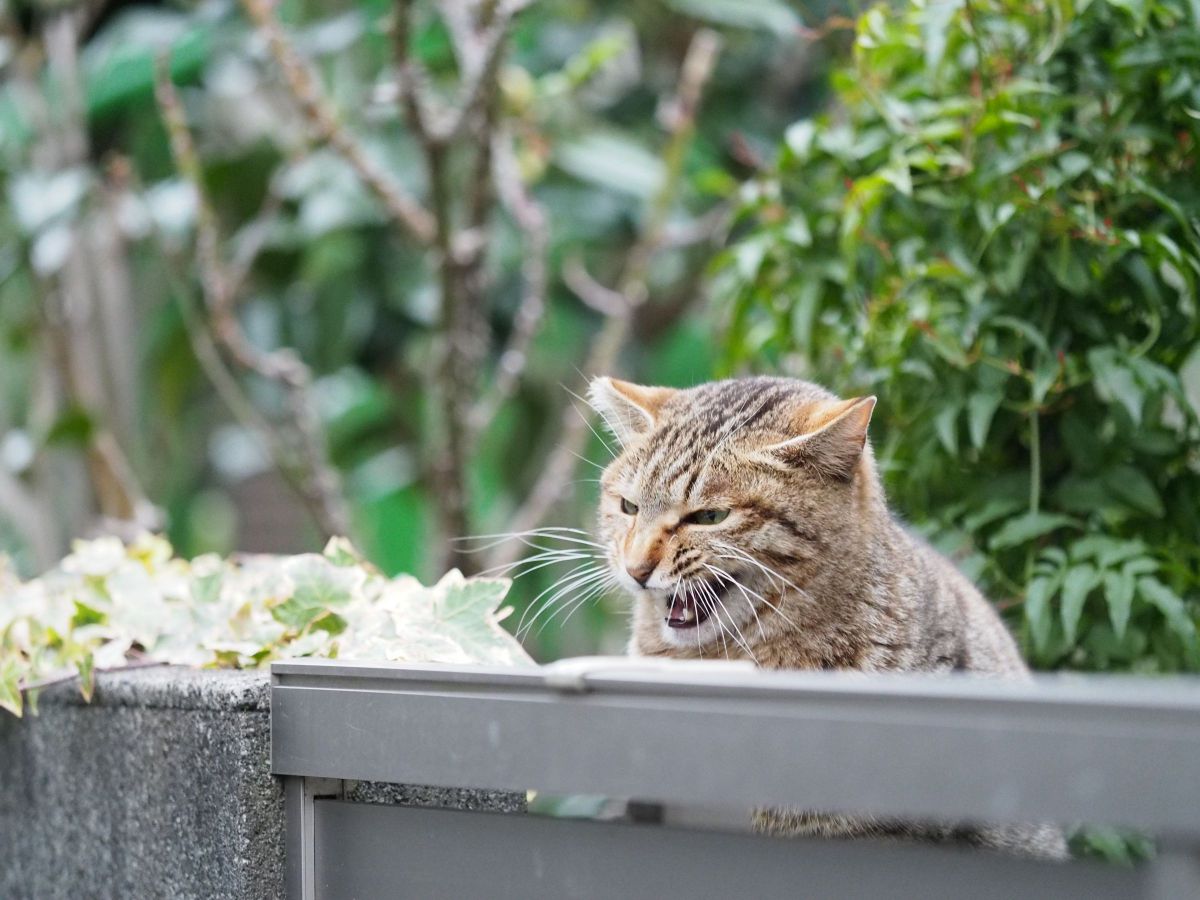 なんか怒ってる | GANREF