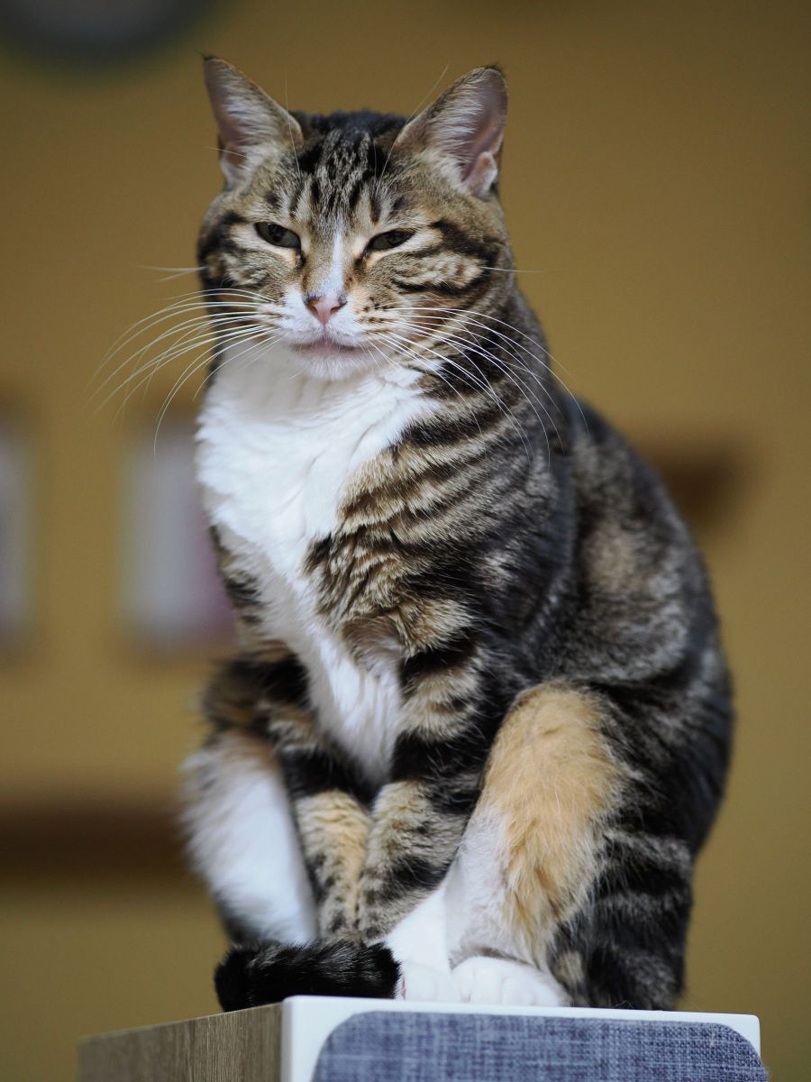 私は妹1号のぶりこです | GANREF