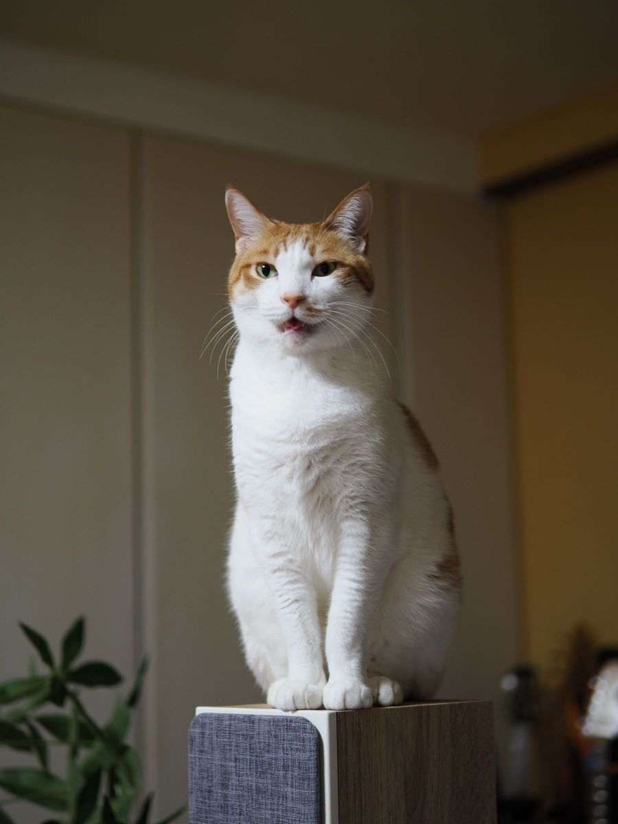 私はあじお | GANREF