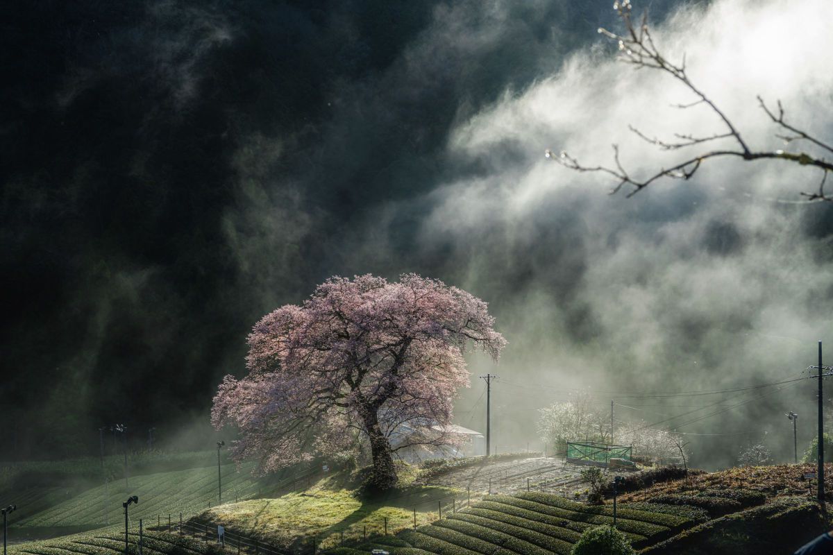 牛代の水目桜 2022-3-27 | GANREF